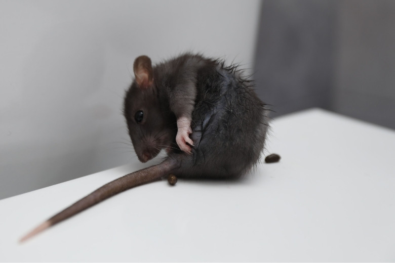 What Do Rat Droppings Look Like? | Miche Pest Control