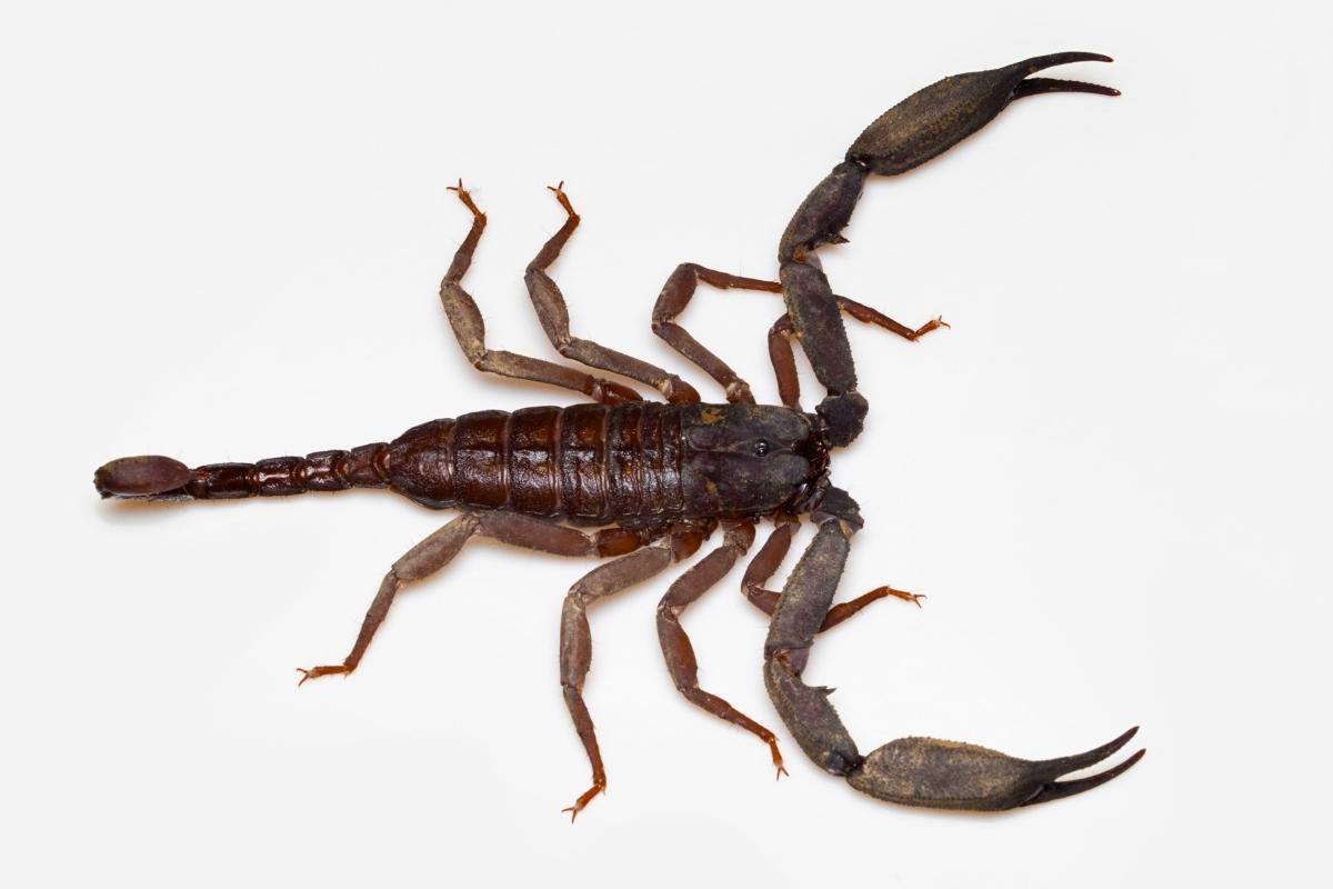 What Do Scorpions Eat