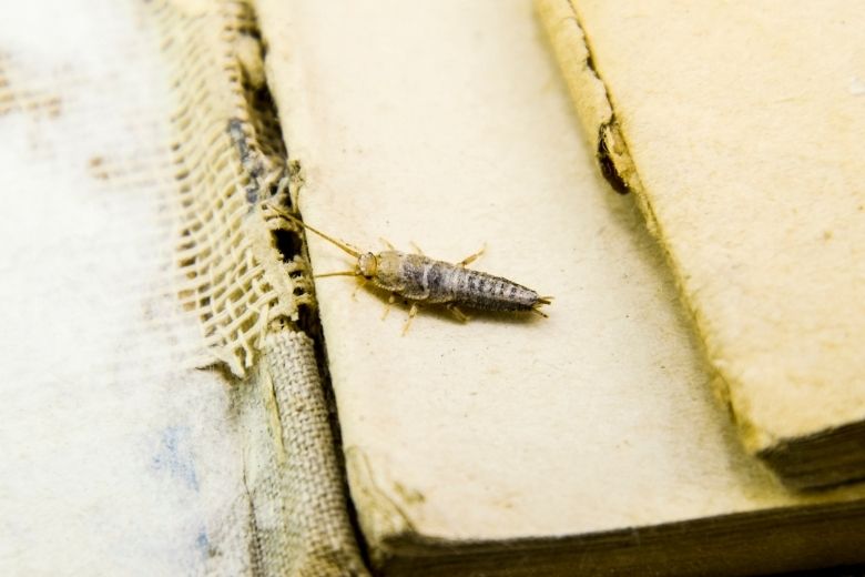 What Do Silverfish Eat? | Miche Pest Control