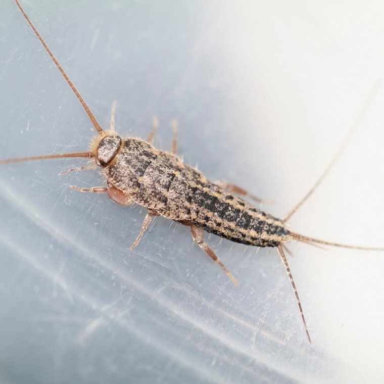 What Do Silverfish Look Like? | Miche Pest Control