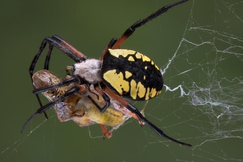 What Do Spiders Eat? | Miche Pest Control