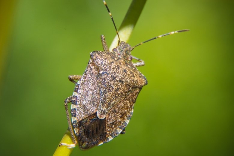 What Do Stink Bugs Eat? | Miche Pest Control