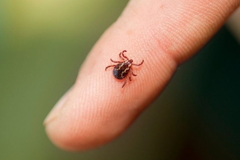 Wood Ticks vs Deer Ticks | Miche Pest Control