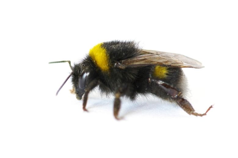 Bumble Bee Control | Miche Pest Control