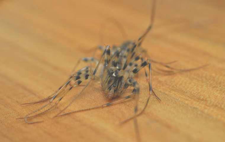 Centipedes | Miche Pest Control