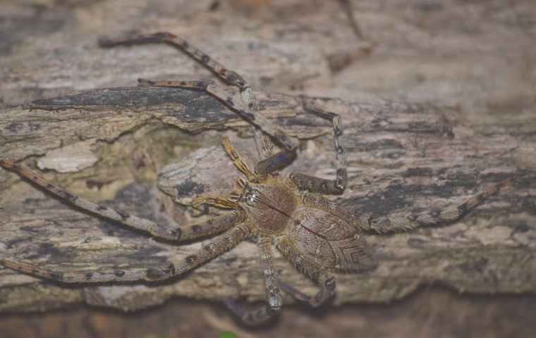 Huntsman Spiders | Miche Pest Control
