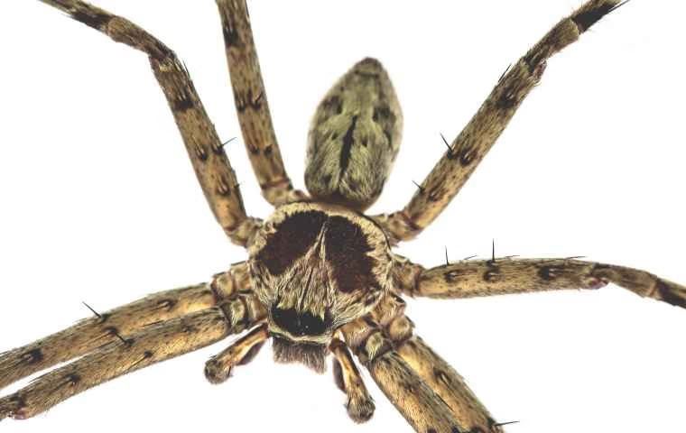 Huntsman Spiders | Miche Pest Control