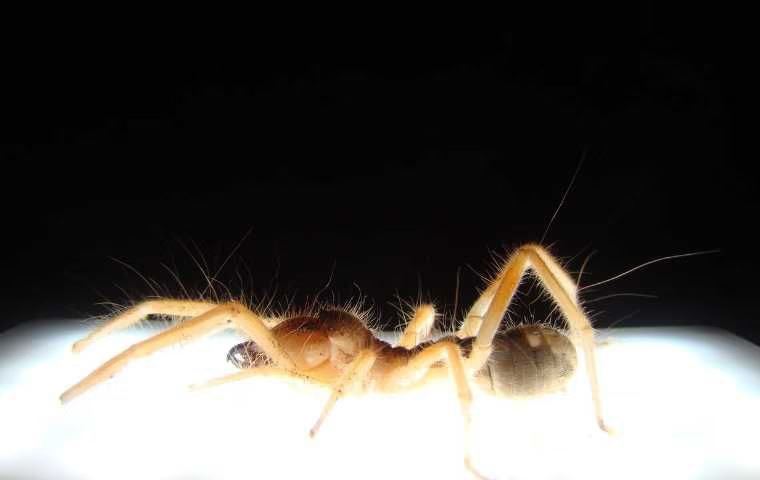 Camel Spiders | Miche Pest Control