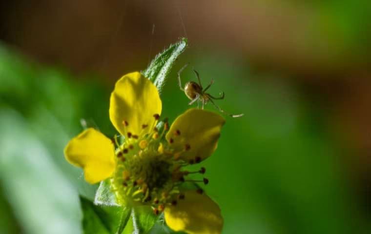 Cobweb Spiders Miche Pest Control