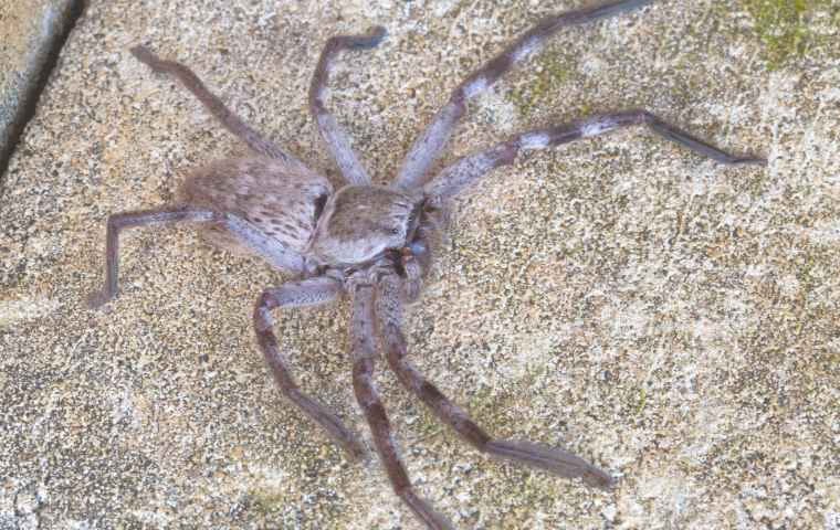 Huntsman Spiders | Miche Pest Control