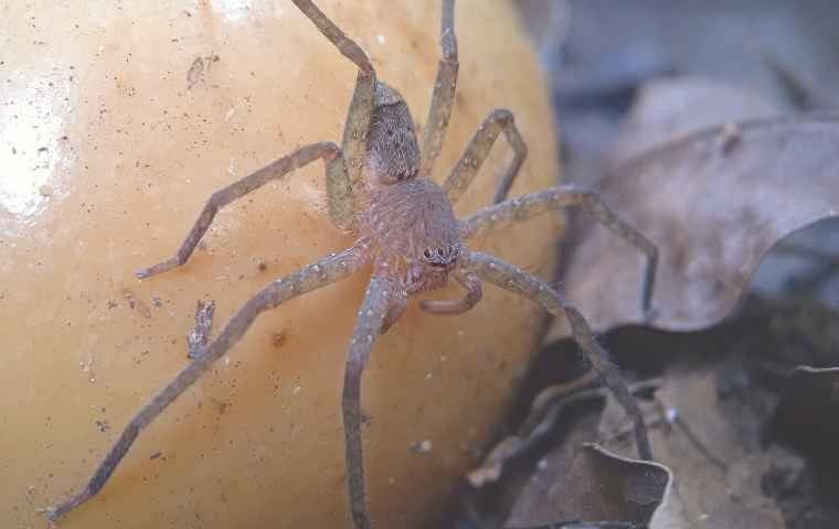 Huntsman Spiders | Miche Pest Control