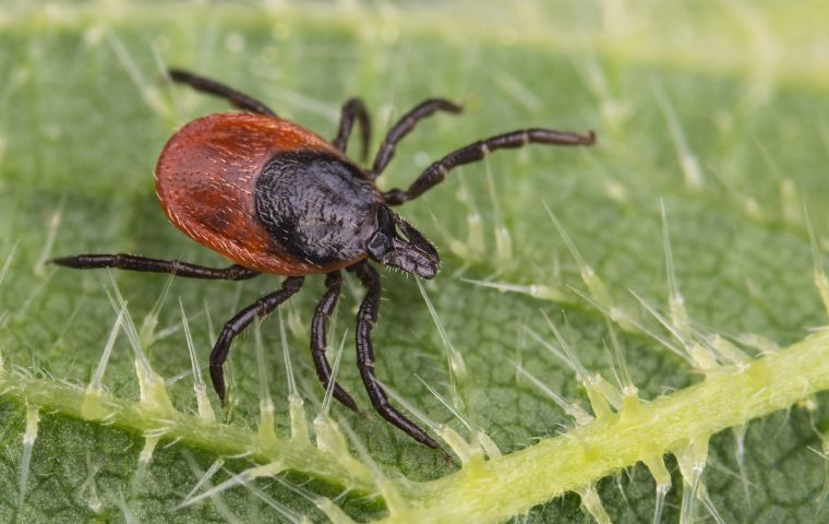 Deer Ticks | Miche Pest Control