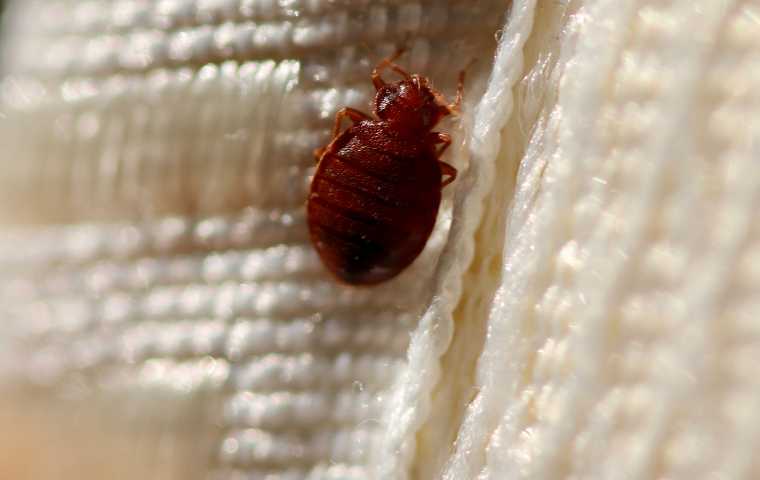 How Do You Get Bed Bugs? | Miche Pest Control