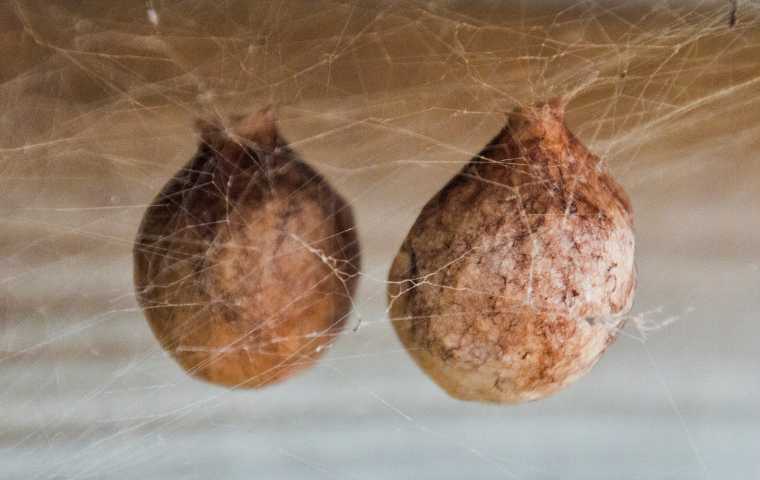 Spider egg sac identification store