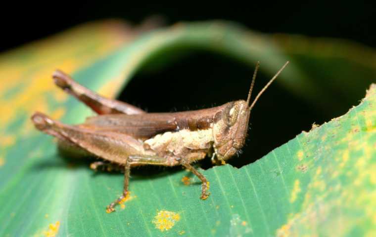 What Do Grasshoppers Eat? | Miche Pest Control