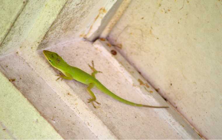What Do Lizard Droppings Look Like? | Miche Pest Control