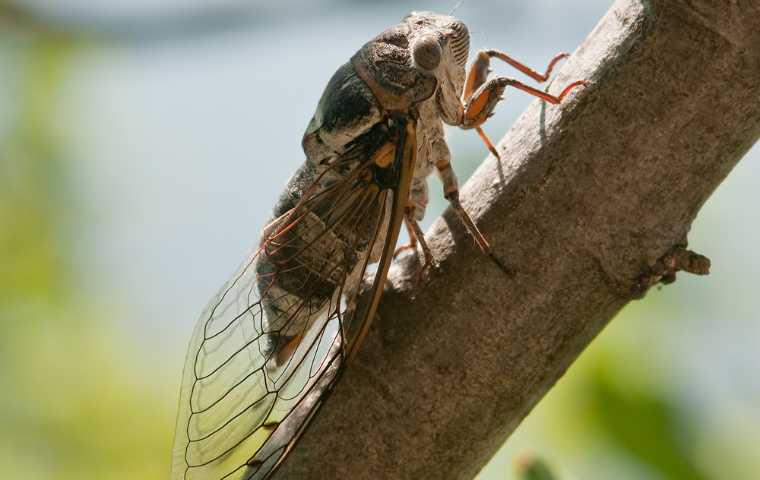 What Do Cicadas Eat? | Miche Pest Control