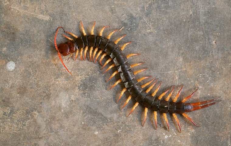 What To Do About Centipedes In Your Home | Miche Pest Control