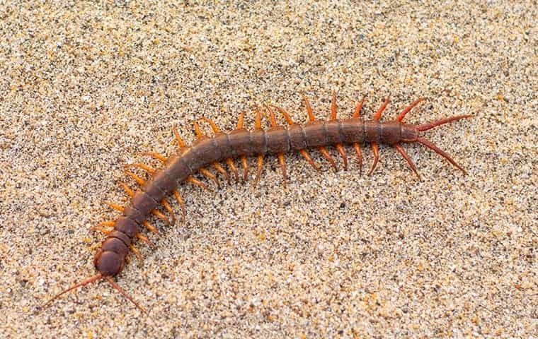 How Bad Is It To Have Centipedes In My Home? | Miche Pest Control