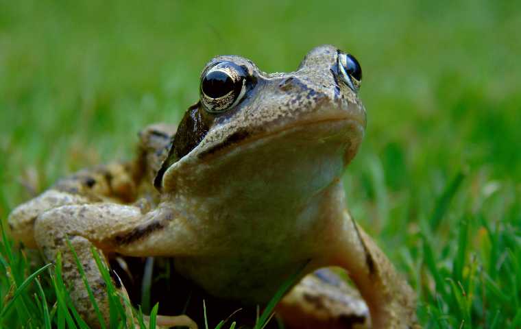 Do Frogs Bite? | Miche Pest Control