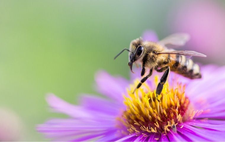 What Do Bees Look Like? | Miche Pest Control