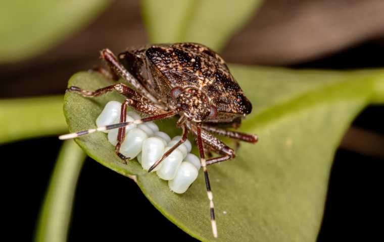 Stink Bug Life Cycle Miche Pest Control
