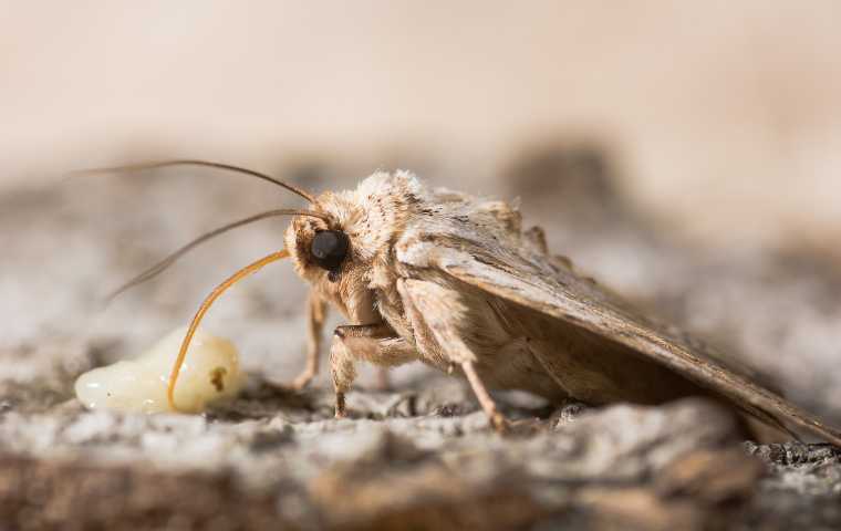 What Do Moths Eat? | Miche Pest Control