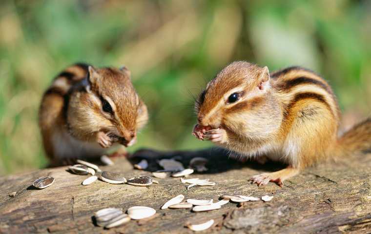 What Do Chipmunks Eat? | Miche Pest Control