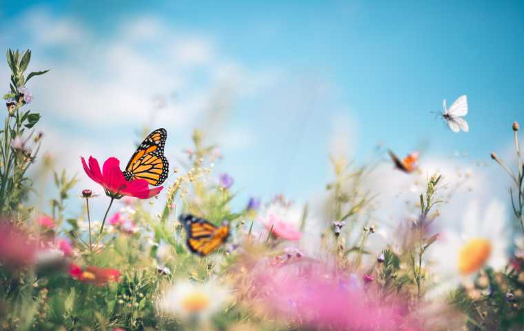 What Do Butterflies Eat? | Miche Pest Control