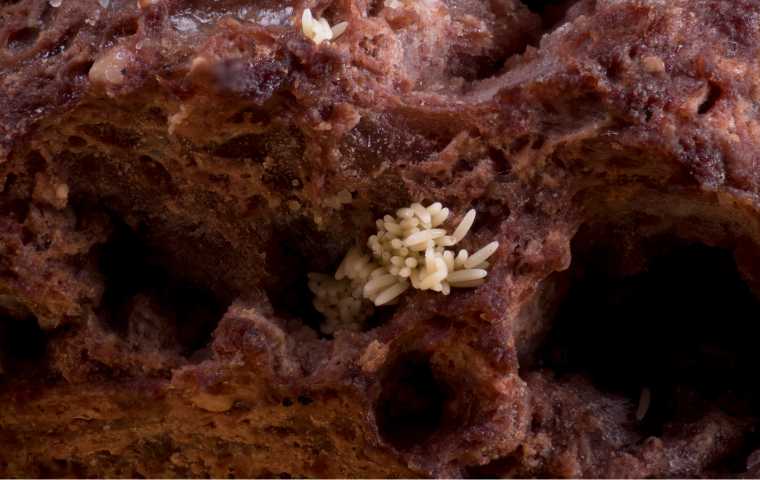 What Do Fly Eggs Look Like Miche Pest Control