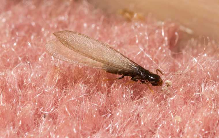 Flying Termites In Your House? | Miche Pest Control