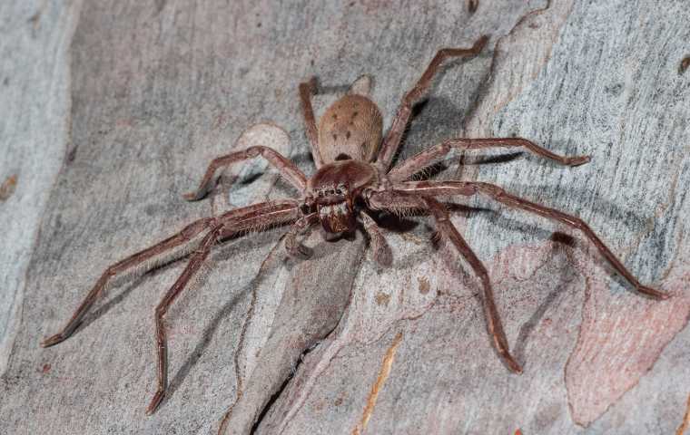 Are Huntsman Spiders Poisonous? | Miche Pest Control
