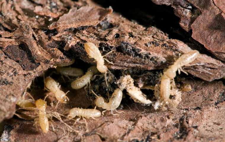 Does Mulch Attract Termites? | Miche Pest Control