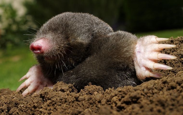 Do Moles Bite? | Miche Pest Control