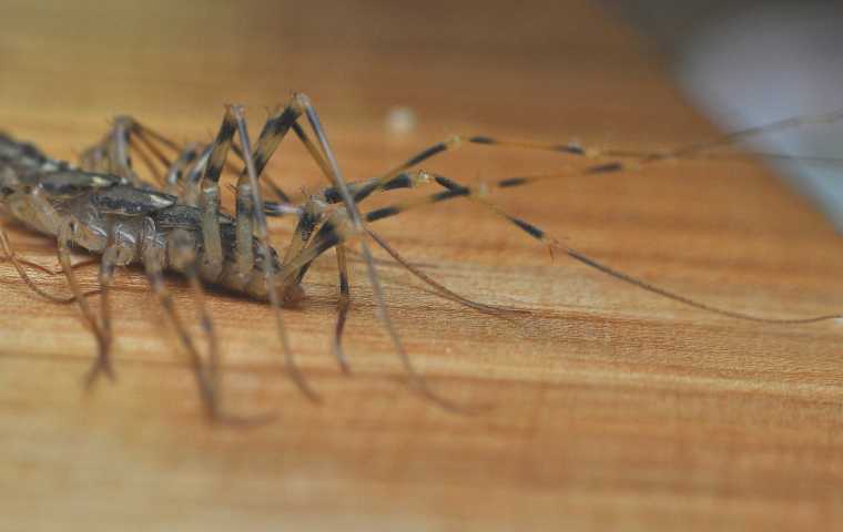 Do Centipedes Bite? | Miche Pest Control