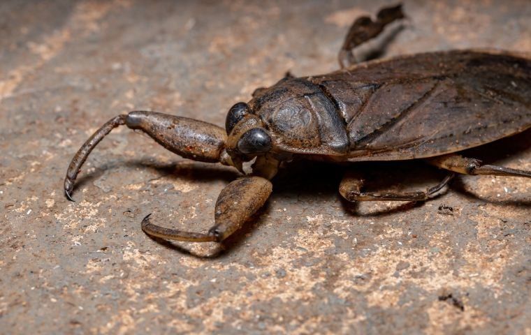Do Water Bugs Bite? | Miche Pest Control