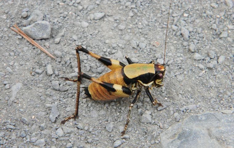 Do Mormon Crickets Bite? | Miche Pest Control