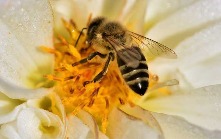 What Do Honey Bees Look Like? | Miche Pest Control