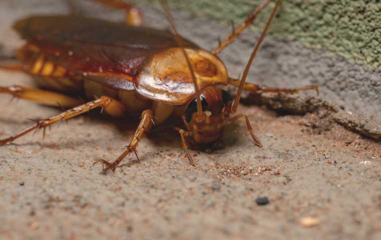 Cockroaches vs Palmetto Bugs | Miche Pest Control
