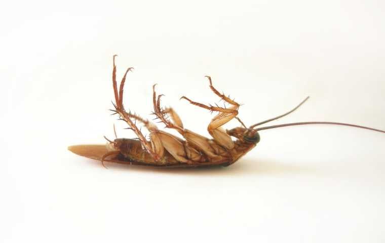 What Kills Cockroaches Instantly? | Miche Pest Control