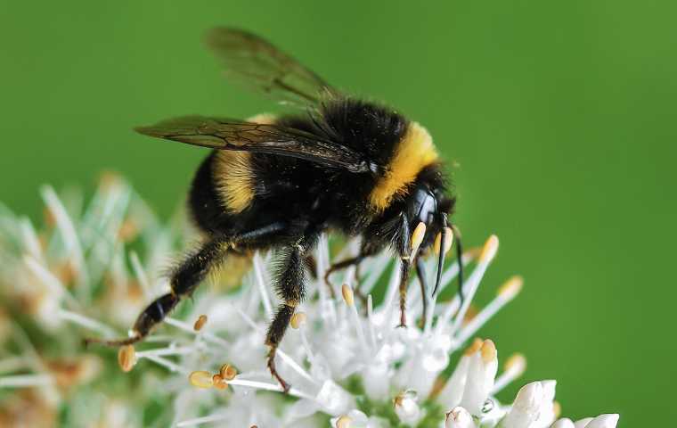 Bumblebees Sting | Miche Pest Control