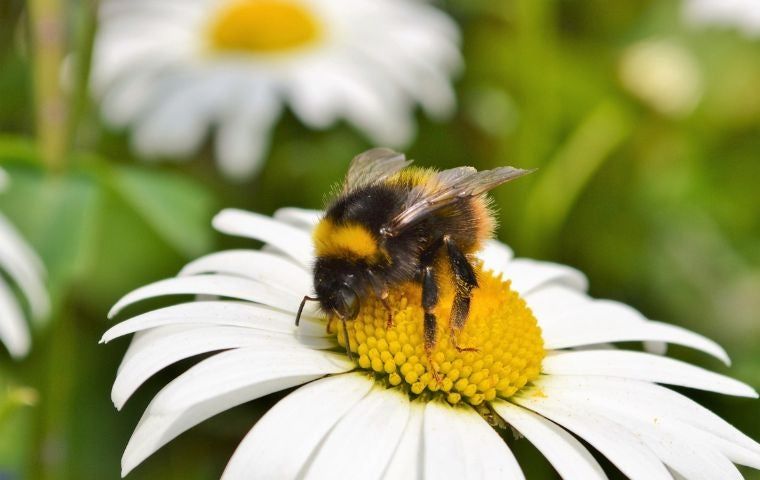 Do Bumble Bees Bite? | Miche Pest Control