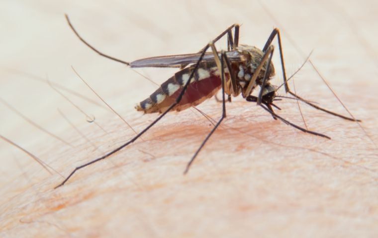 What Do Mosquitoes Look Like? | Miche Pest Control