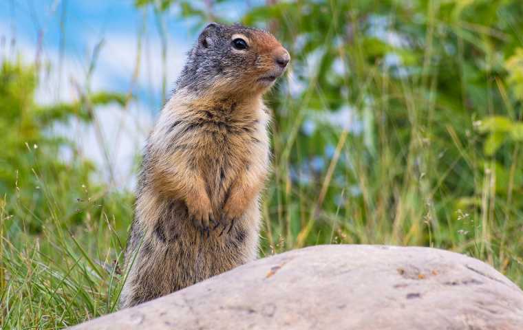 What Do Gophers Look Like? | Miche Pest Control