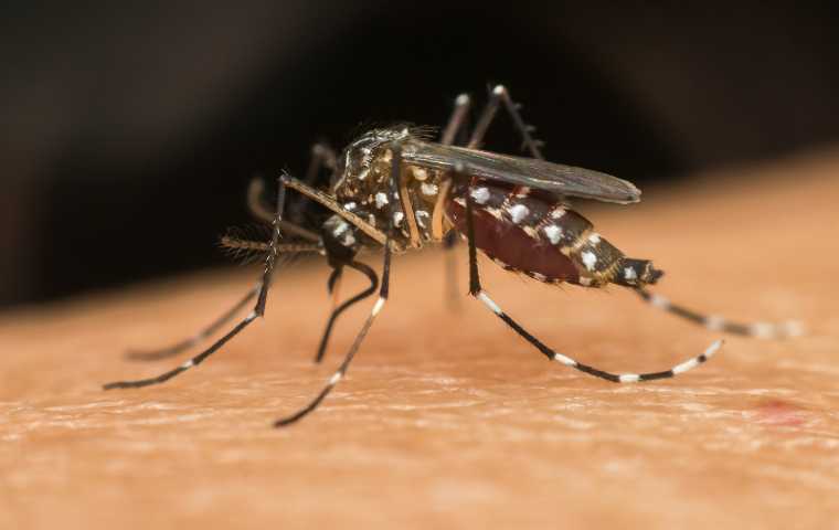 Tick Infestations: Signs, Causes, and Prevention | Miche Pest Control