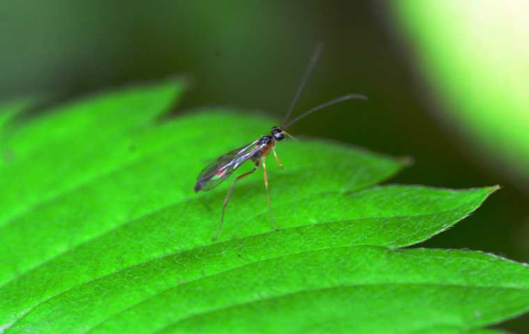 What Do Gnats Look Like? | Miche Pest Control