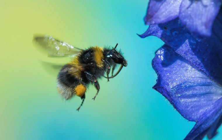 What Do Bumble Bees Look Like? | Miche Pest Control