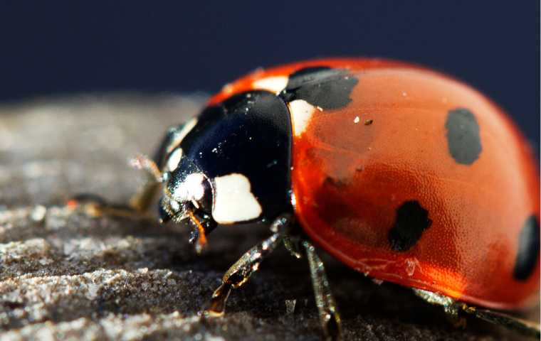 Are Lady Bugs Poisonous? | Miche Pest Control