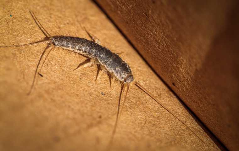What Do Silverfish Look Like? | Miche Pest Control