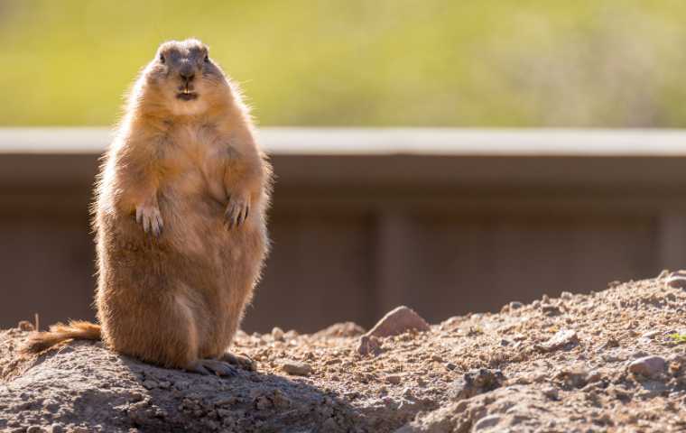What Do Groundhog Droppings Look Like? | Miche Pest Control